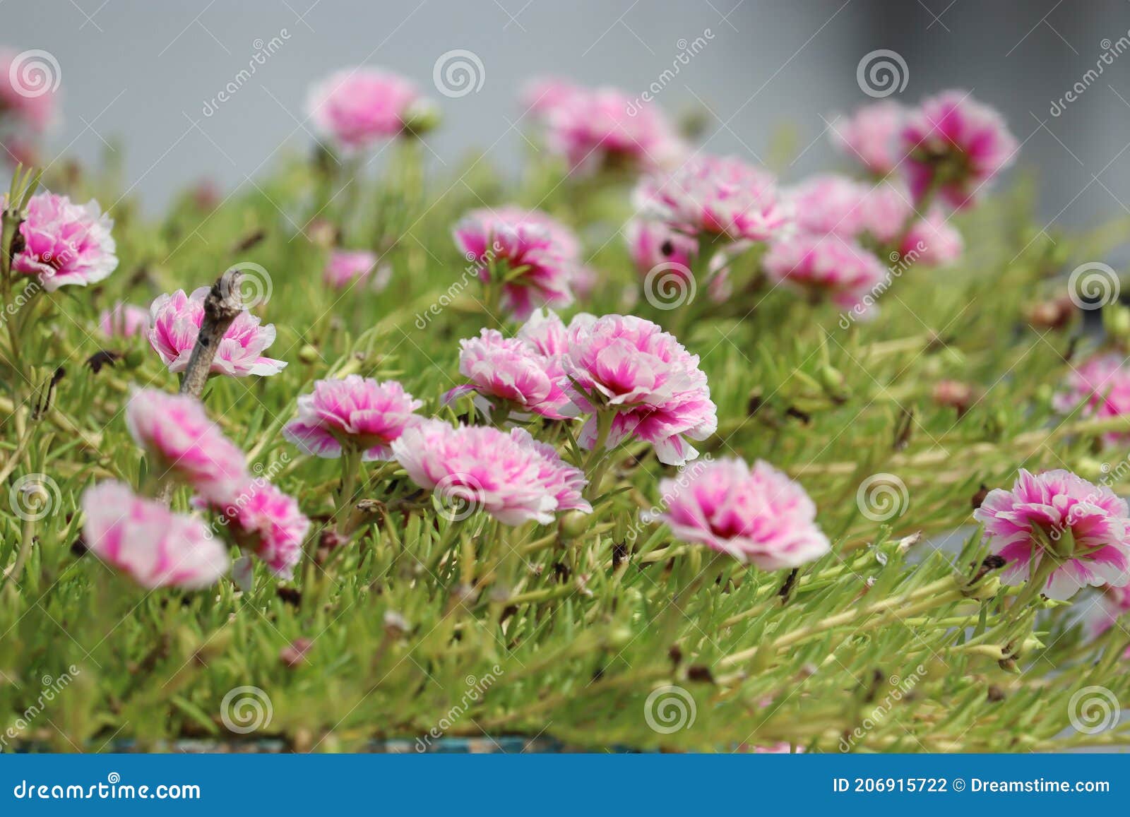 Bichhu bel flower stock photo. Image of awesome, lilac - 206915722