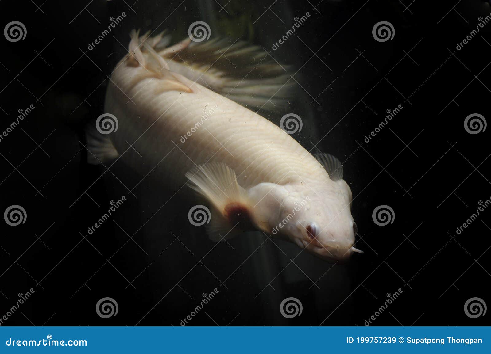 A Bichir Fish In The Turbid Water. Stock Image - Image of nature ...