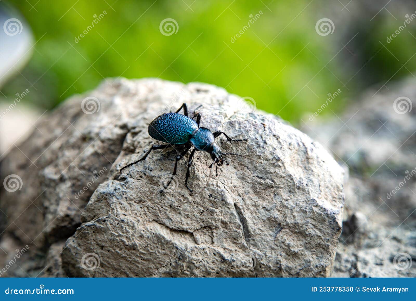Bicho azul en piedra foto de archivo. Imagen de animal - 253778350