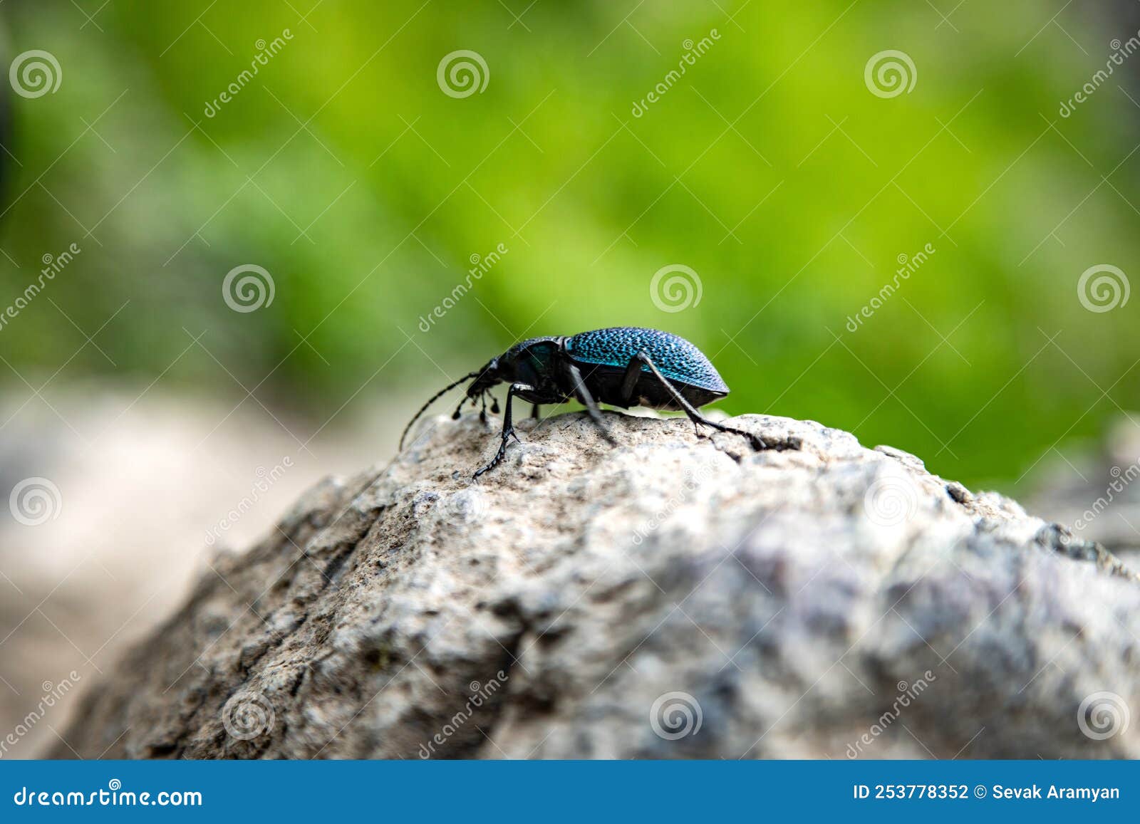 Bicho azul en piedra foto de archivo. Imagen de animales - 253778352