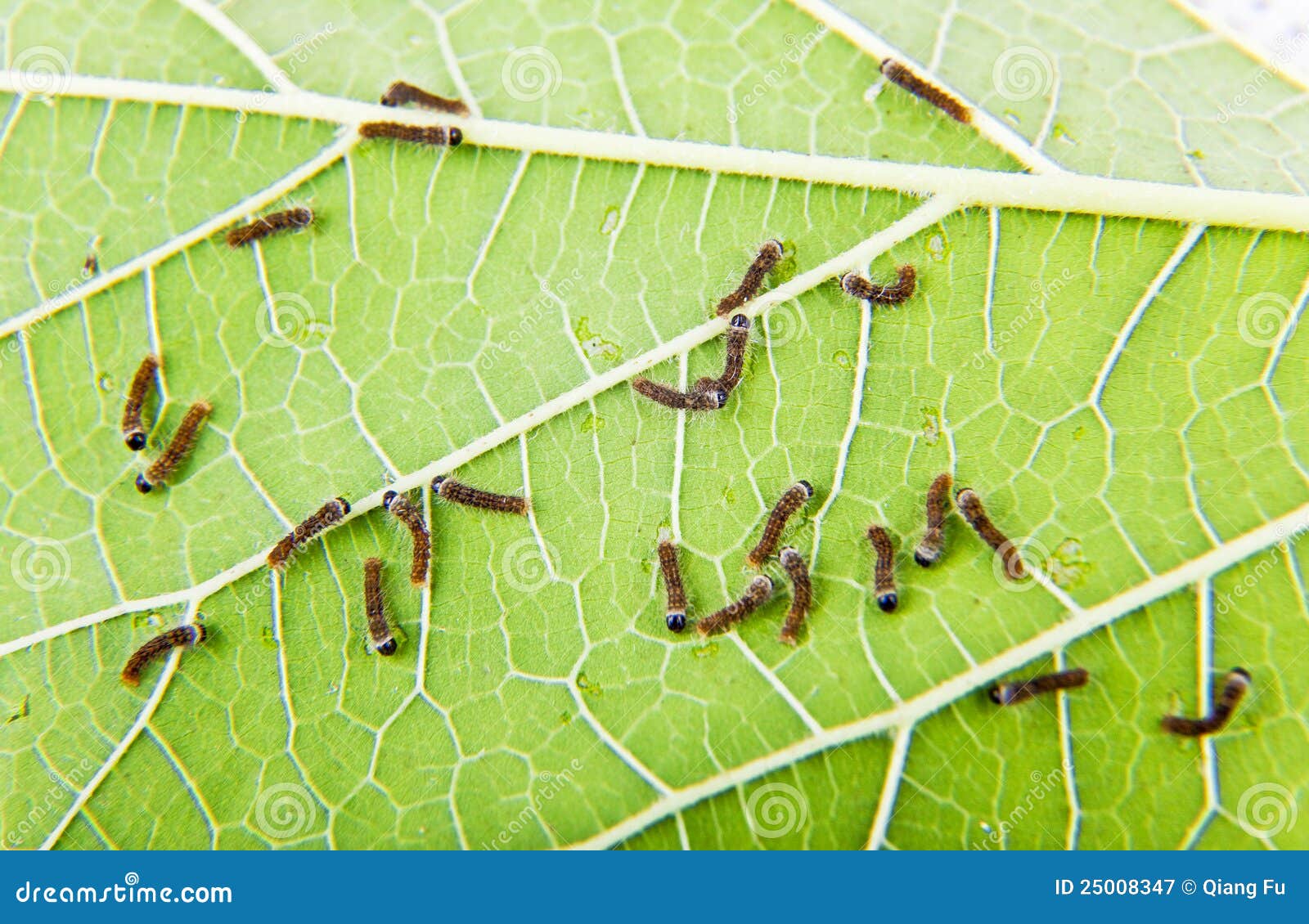 Bicho-da-seda do bebê imagem de stock. Imagem de animal - 25008347