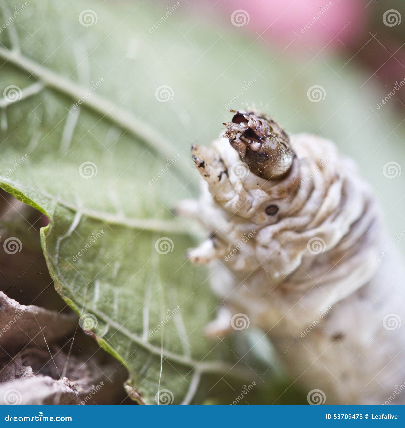 Bicho-da-seda Que Anda Na Folha Do Verde Da Amoreira Foto de Stock ...