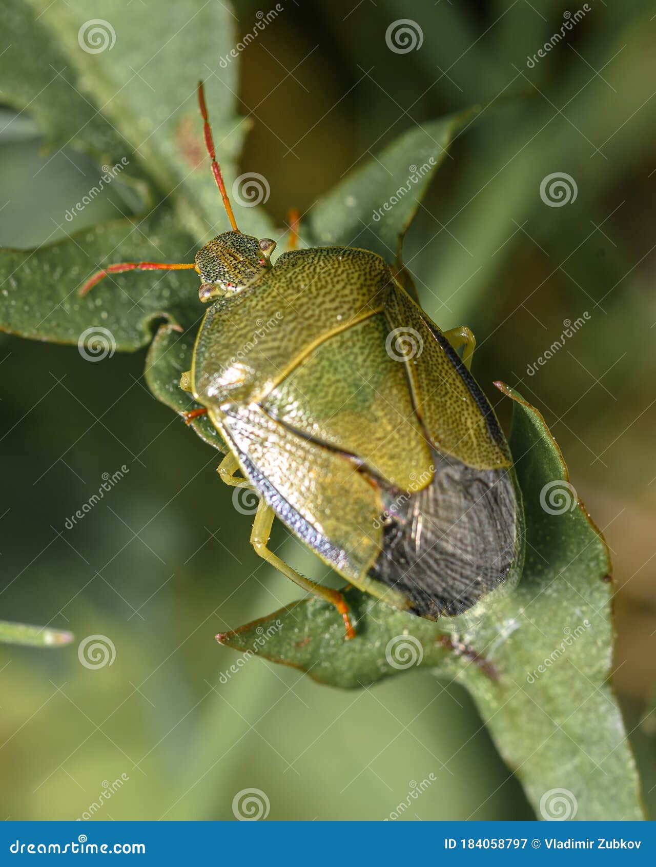 Bicho De Bosque Verde Sobre Hierba Verde Imagen de archivo - Imagen de ...
