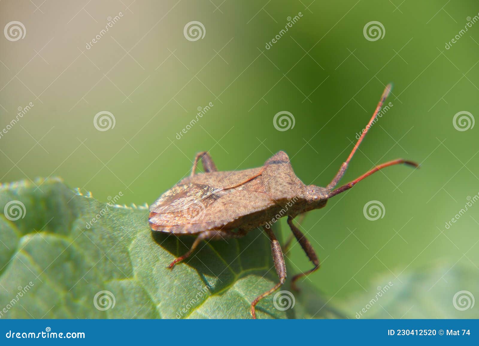 Bicho en la hoja verde foto de archivo. Imagen de verano - 230412520