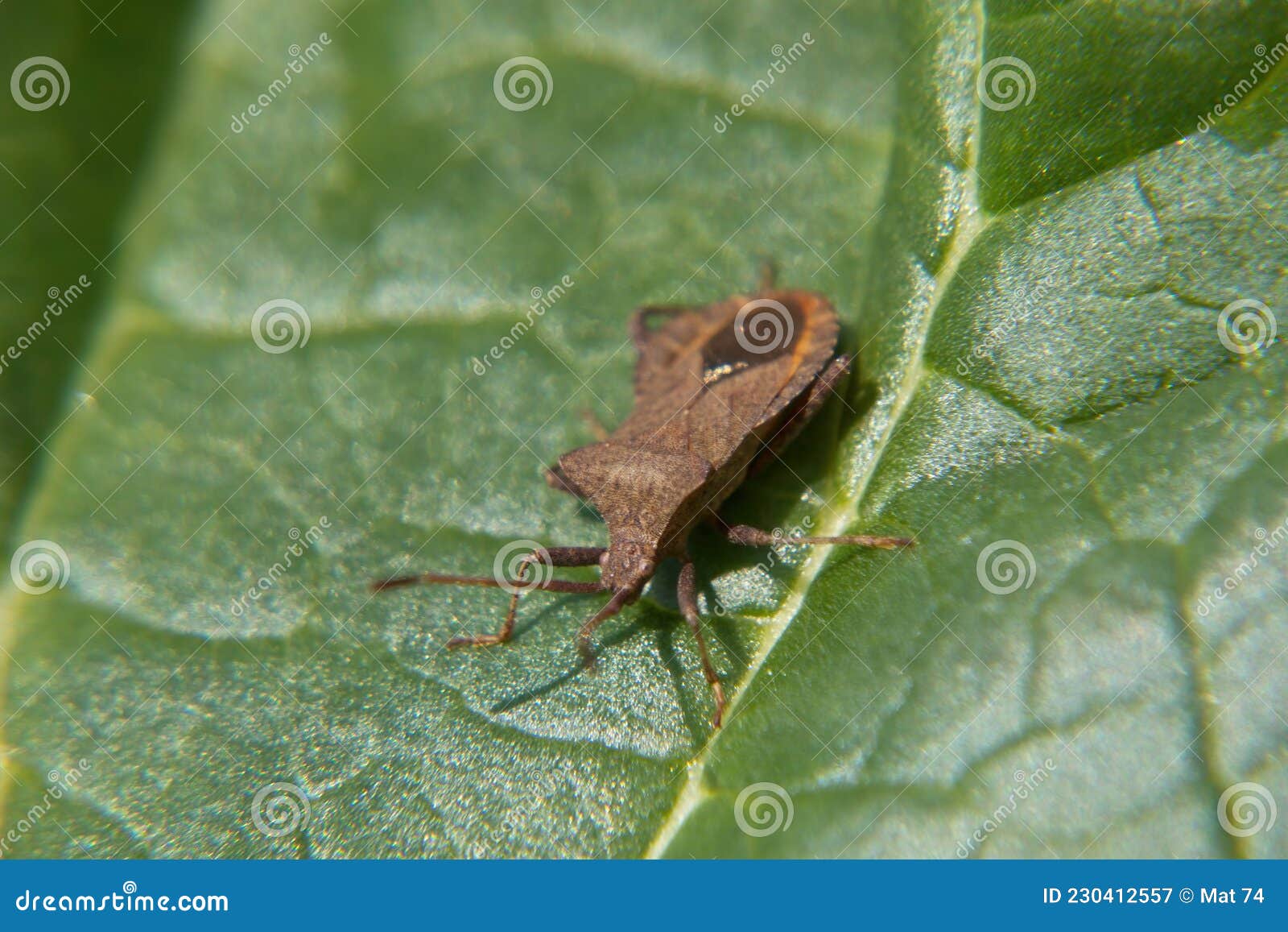 Bicho en la hoja verde imagen de archivo. Imagen de verano - 230412557