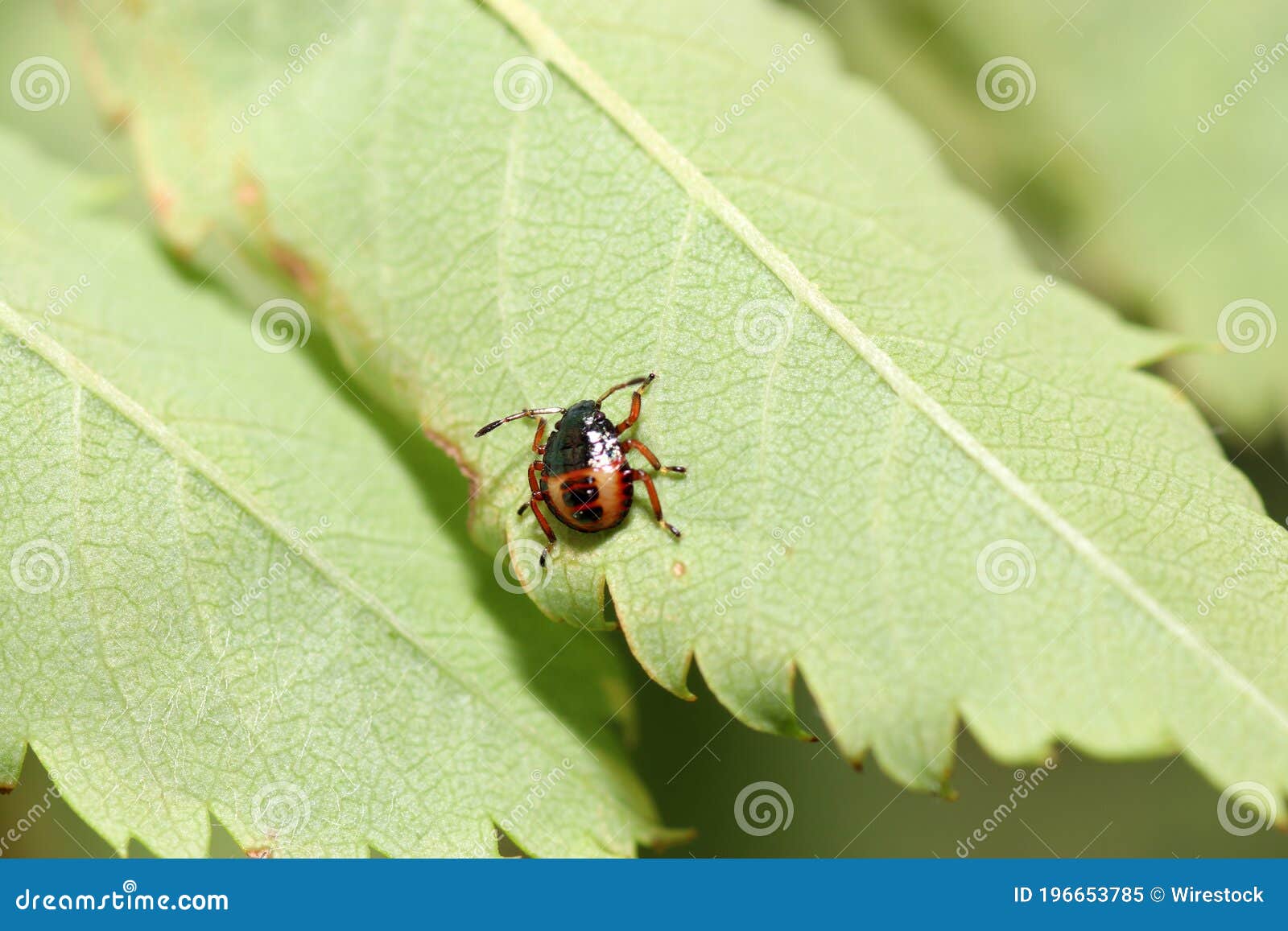 Bicho en la hoja verde imagen de archivo. Imagen de salvaje - 196653785