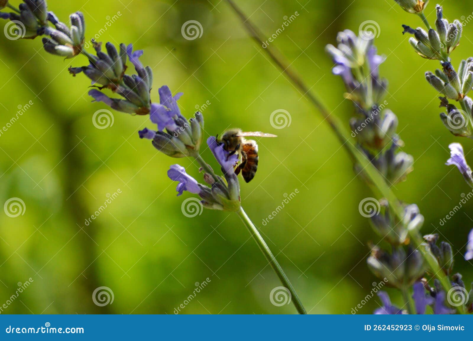 Bicho En Una Flor De Lavanda Imagen de archivo - Imagen de macro, bicho ...