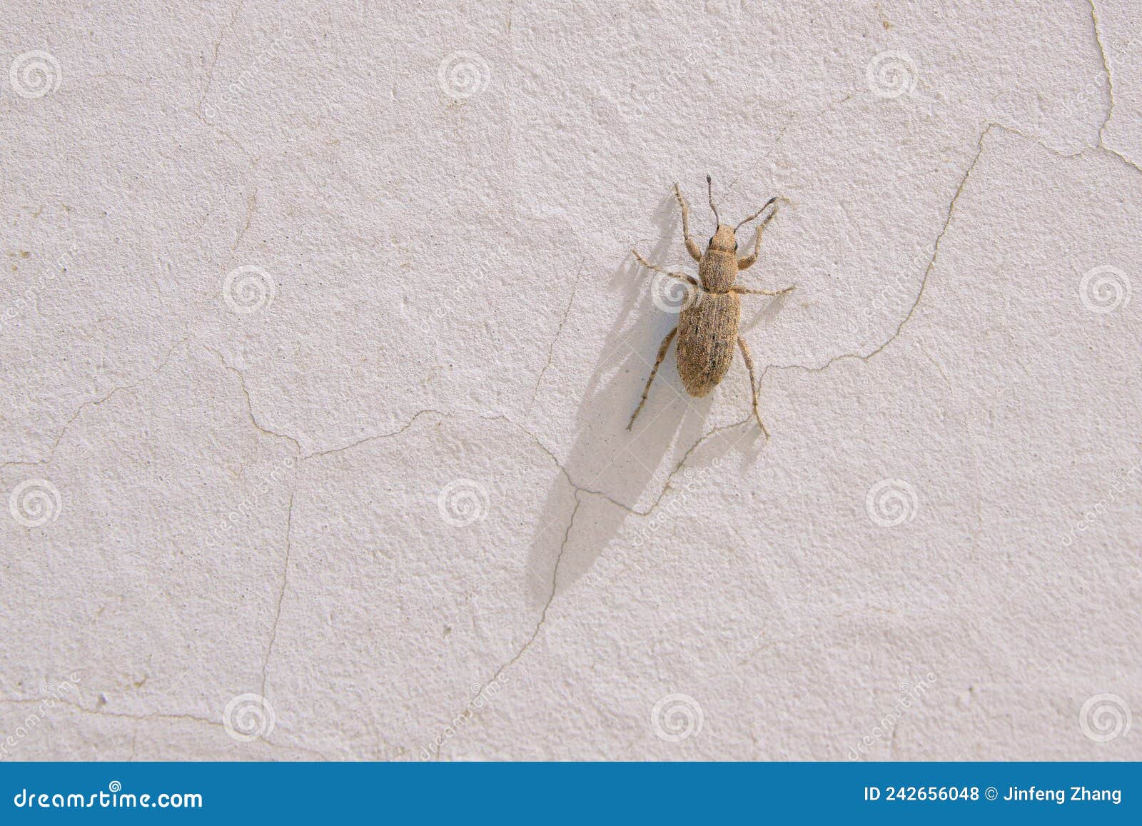 Bicho foto de stock. Imagem de focinho, terra, besouro - 242656048