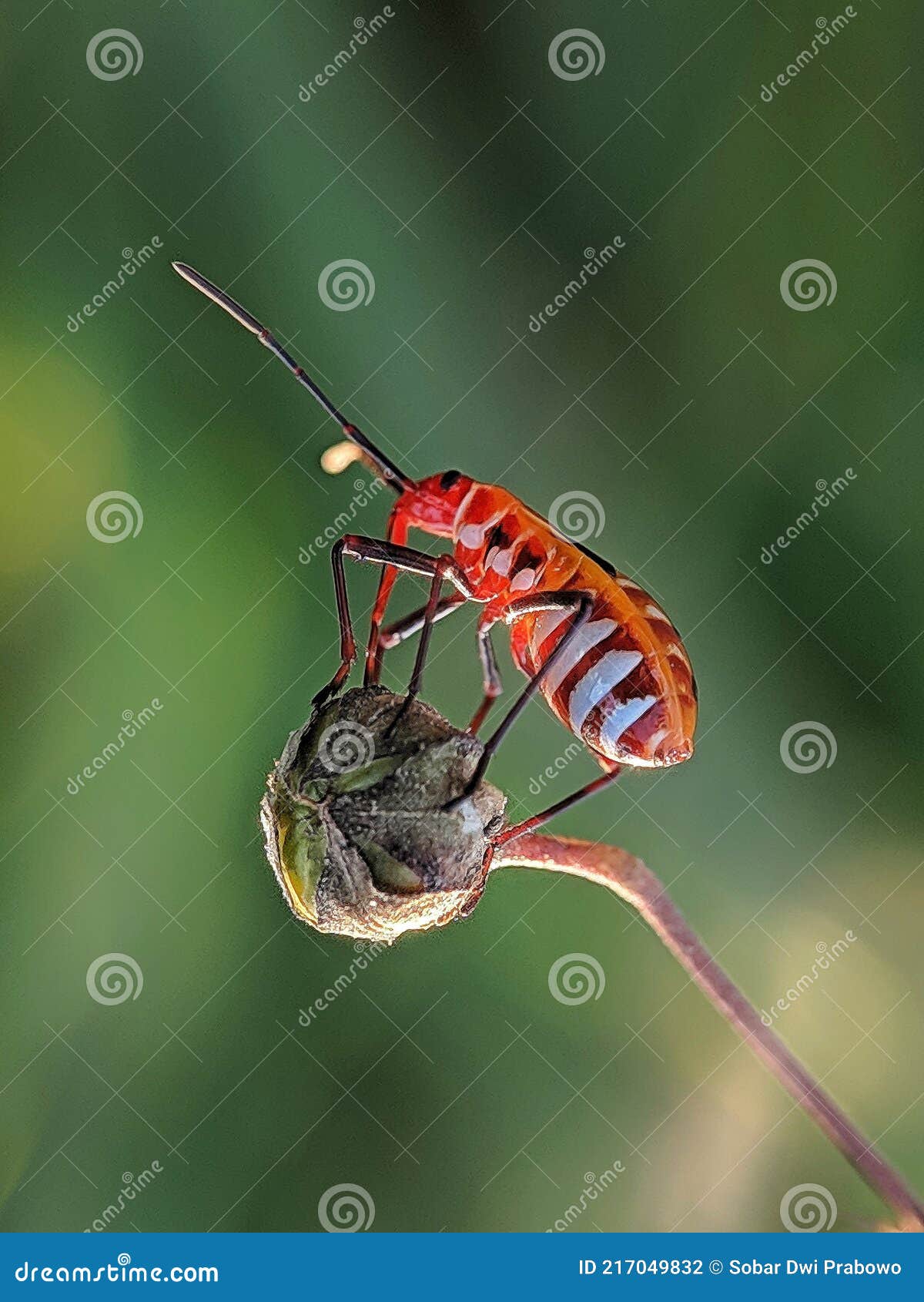 Bicho rojo en una hoja foto de archivo. Imagen de insecto - 217049832