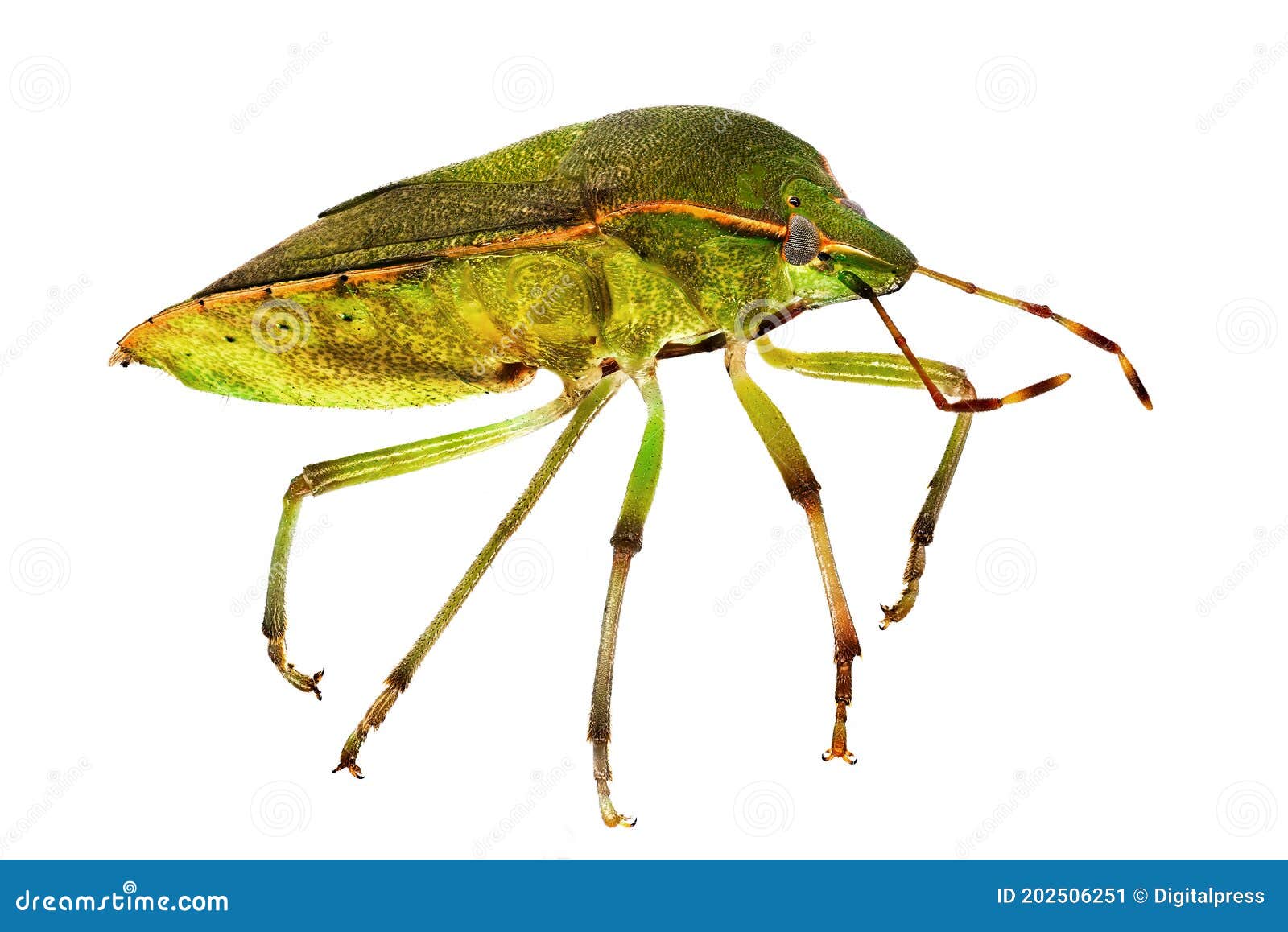 Bicho verde imagen de archivo. Imagen de temas, insecto - 202506251