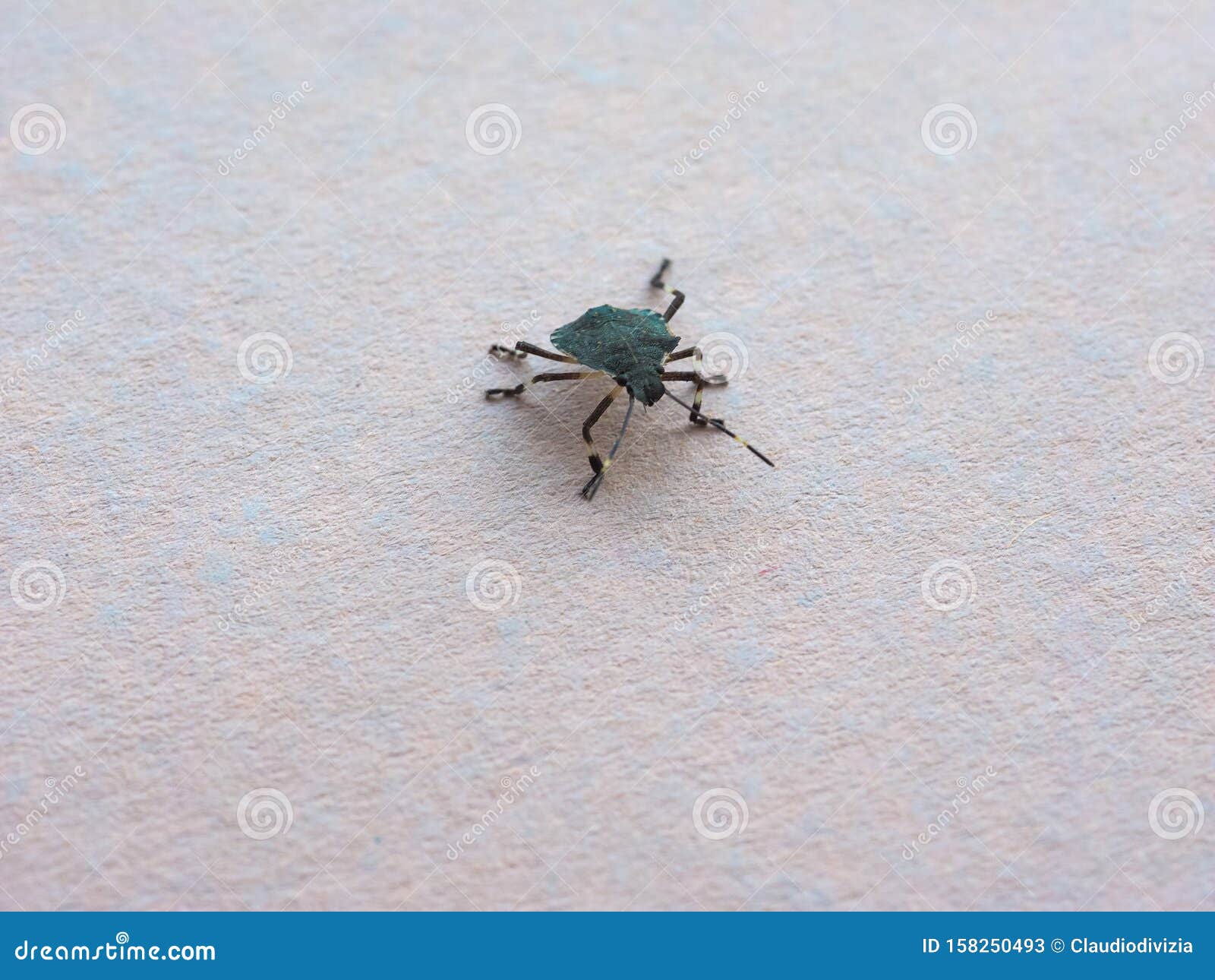 Bicho Verde De La Clase Insecta (insectos) Imagen de archivo - Imagen ...