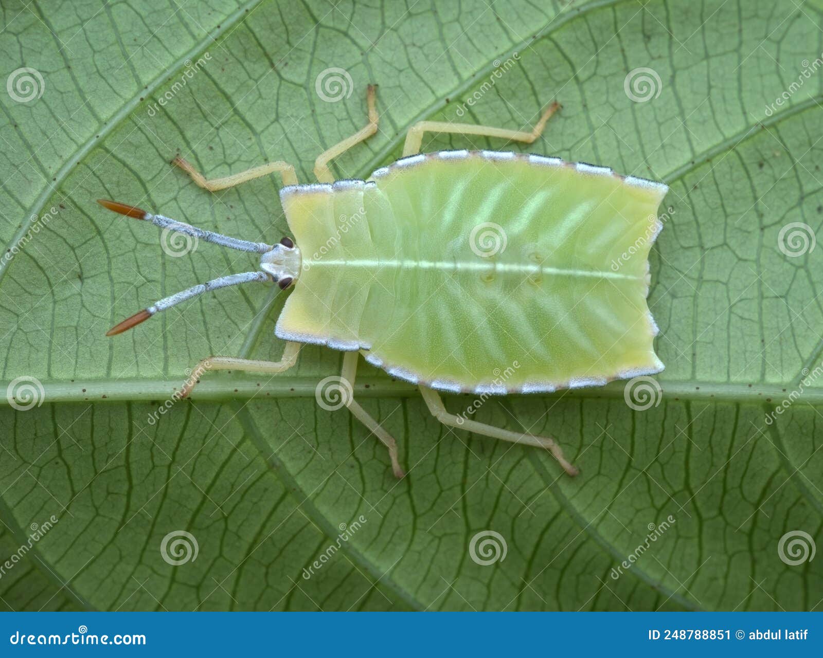 Bicho Verde Joven Bajo La Hoja Imagen de archivo - Imagen de fresco ...