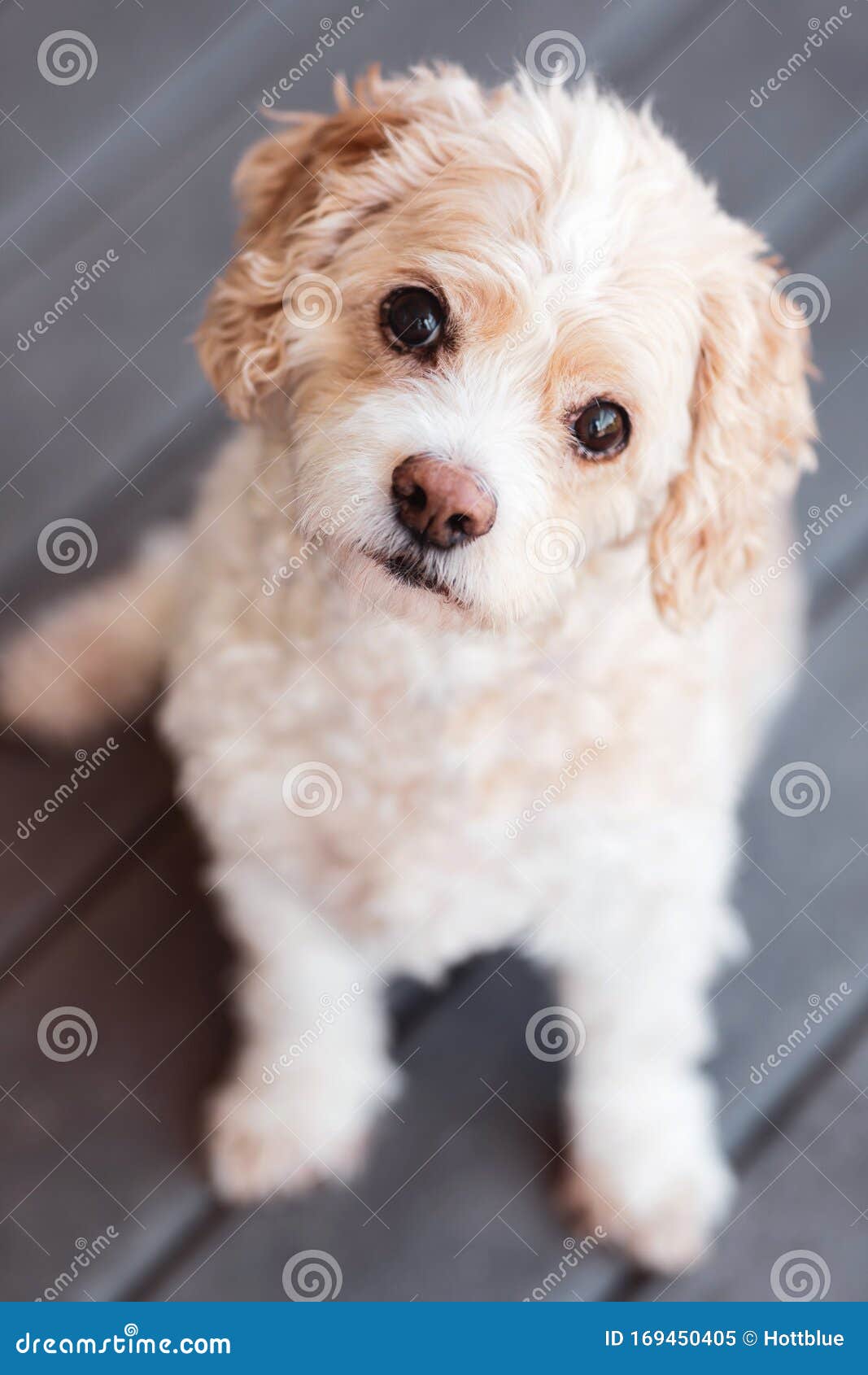 Bichon Cocker Spaniel White Fluffy Cane Immagine Stock - Immagine di ...
