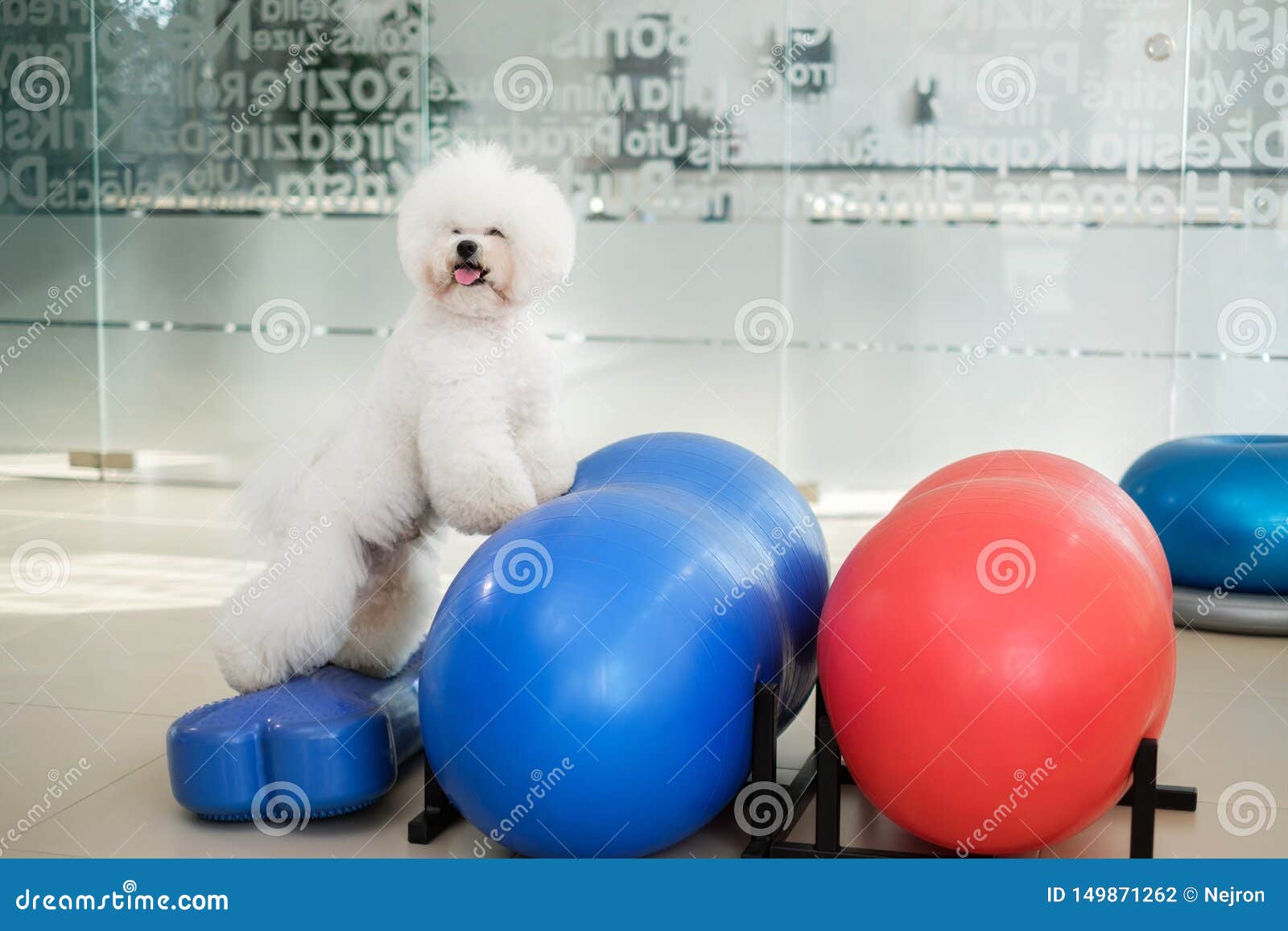 Bichon Fries Playing on a Balls Stock Photo - Image of doggy, haircut ...