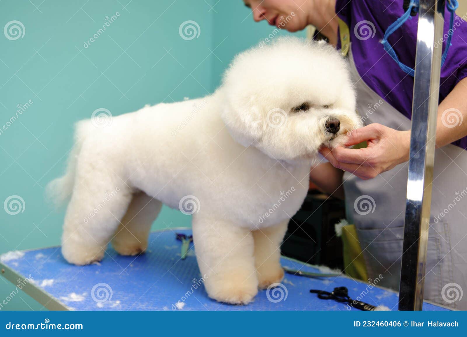 Bichon Frieze Puppy On A Blue Background. Isolated. Haircut According ...