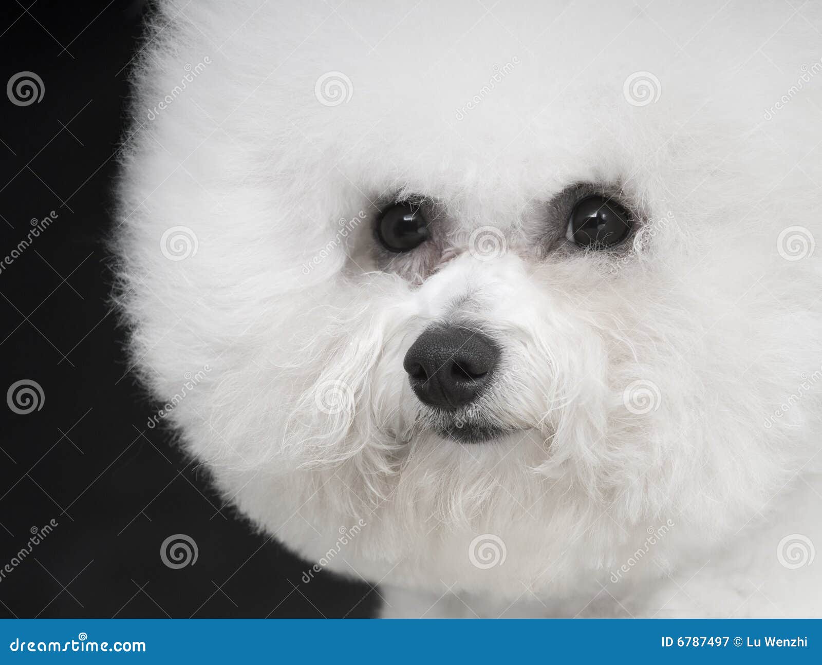 Bichon Frise stock image. Image of quiff, weight, compared - 6787497