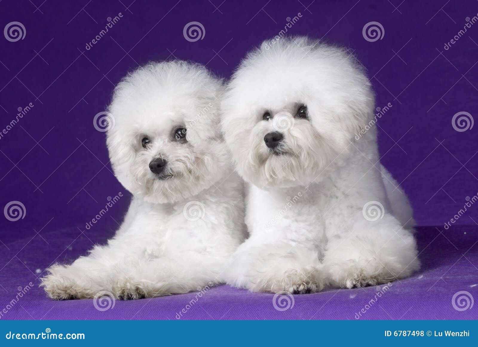 Bichon Frise stock photo. Image of body, like, meaning - 6787498