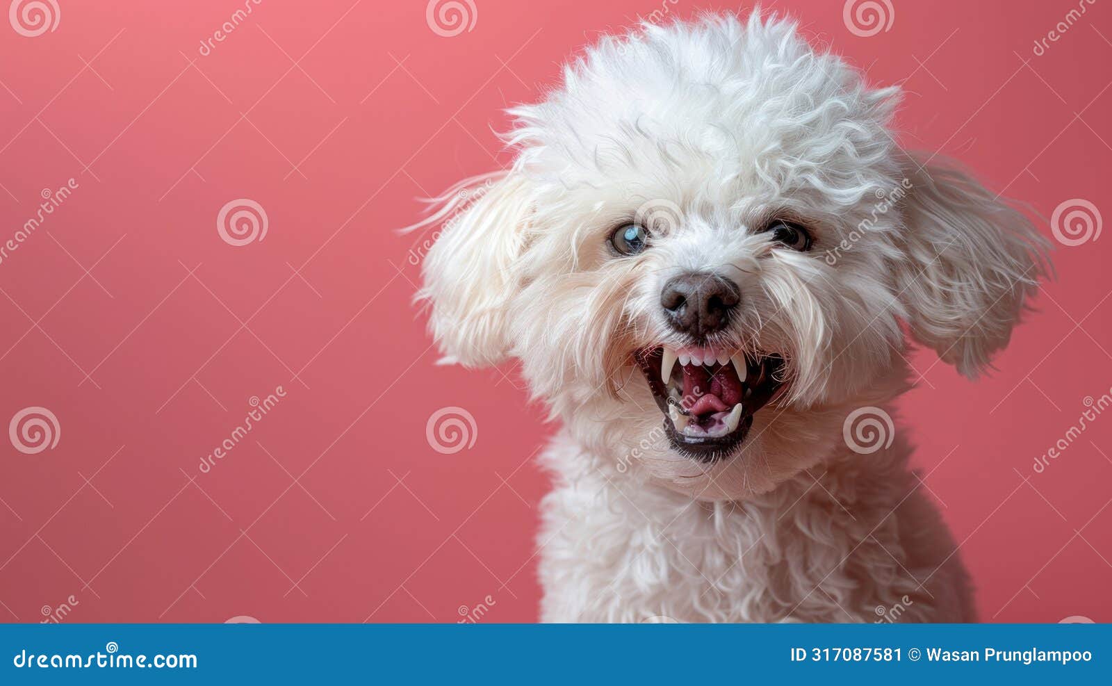 Bichon Frise, Angry Dog Baring Its Teeth, Studio Lighting Pastel ...