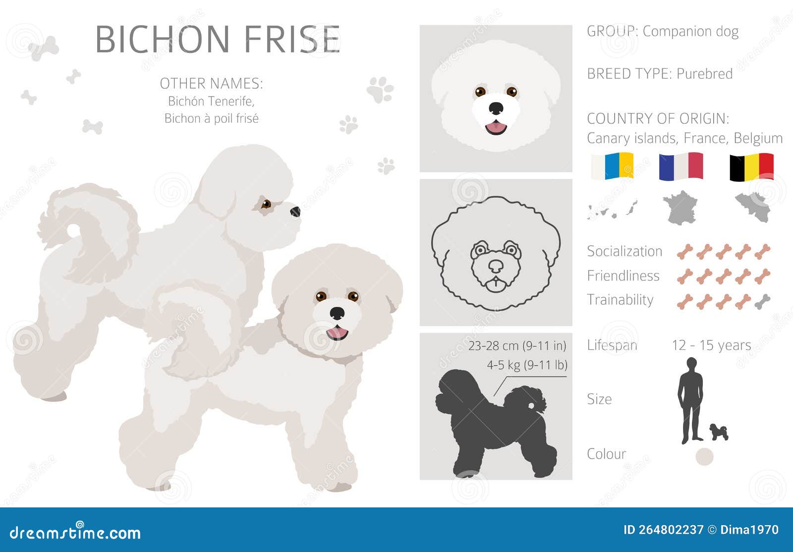 Bichon Frise Clipart. Different Coat Colors and Poses Set Stock Vector ...