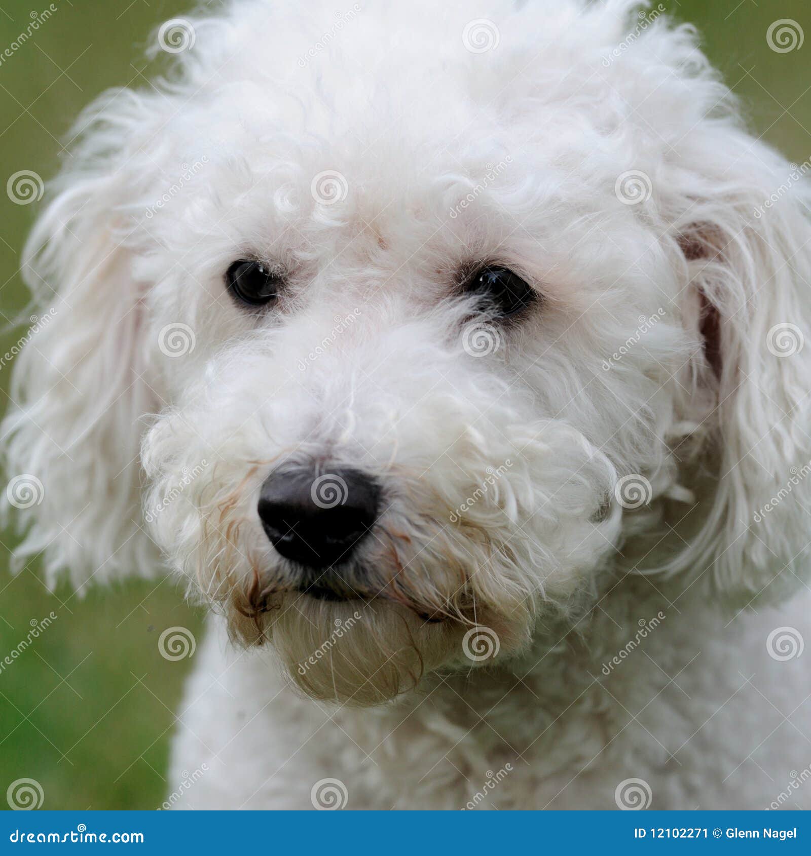 Bichon Frise dog closeup stock image. Image of frise - 12102271