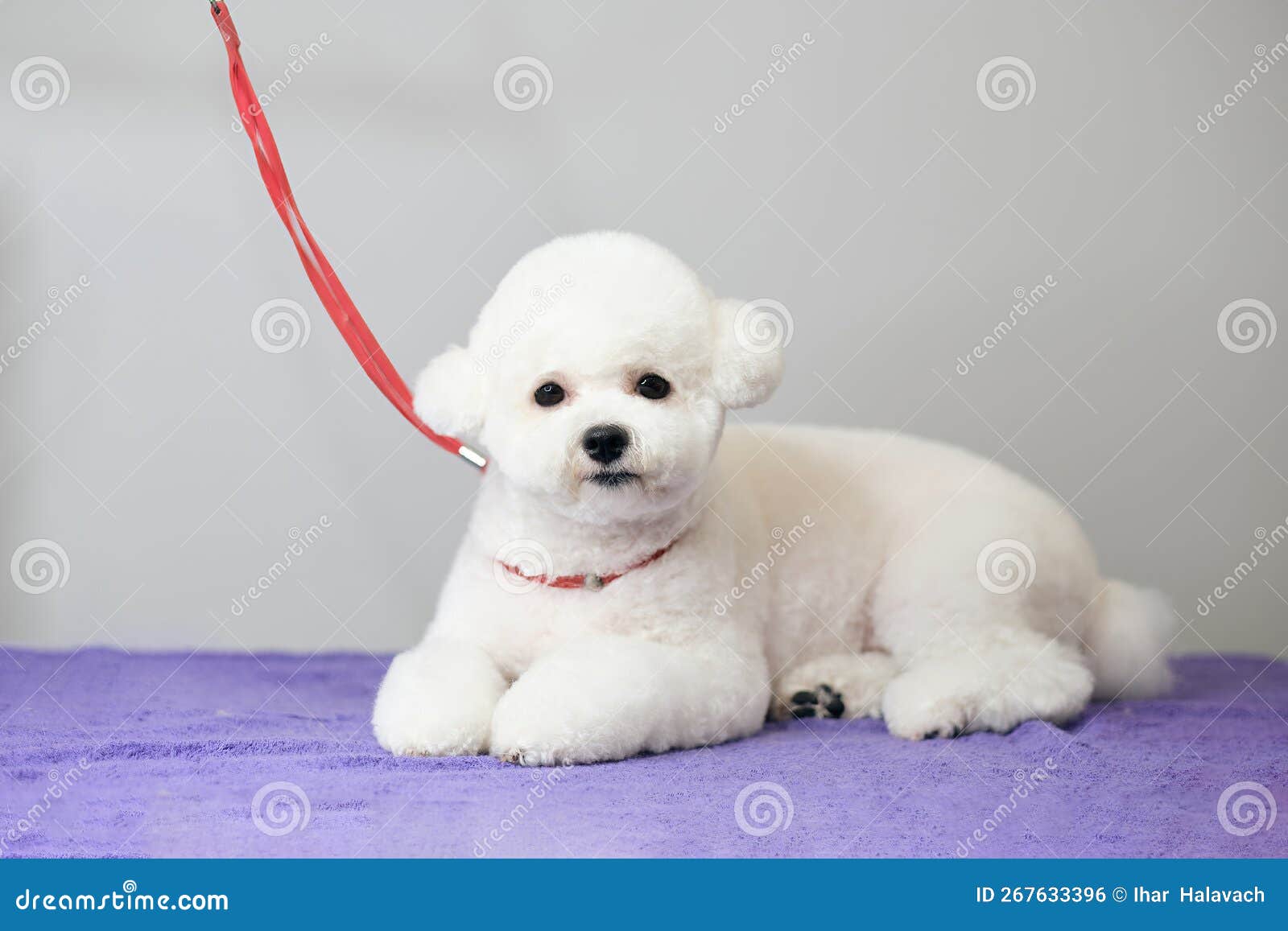 Bichon Frise Dog after Grooming Lies on the Table Stock Photo - Image ...