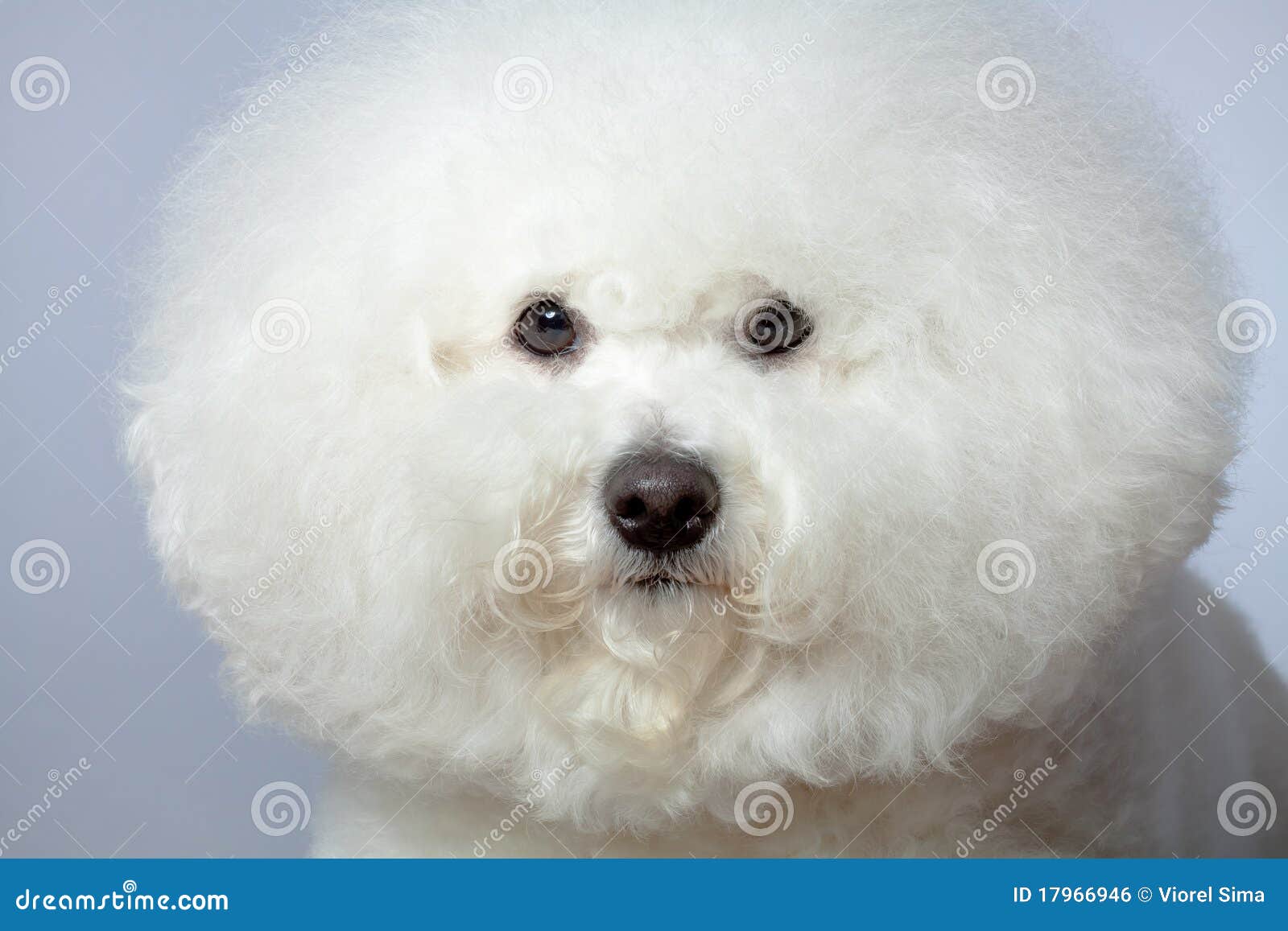 Bichon frise Gesicht stockfoto. Bild von kopf, sitzung - 17966946