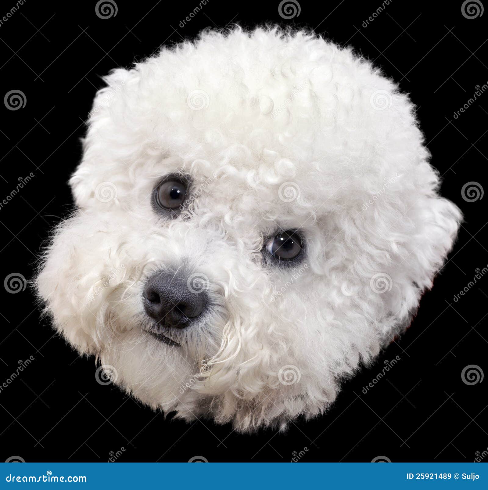 Bichon Frise Head Cutout stock image. Image of cutout - 25921489