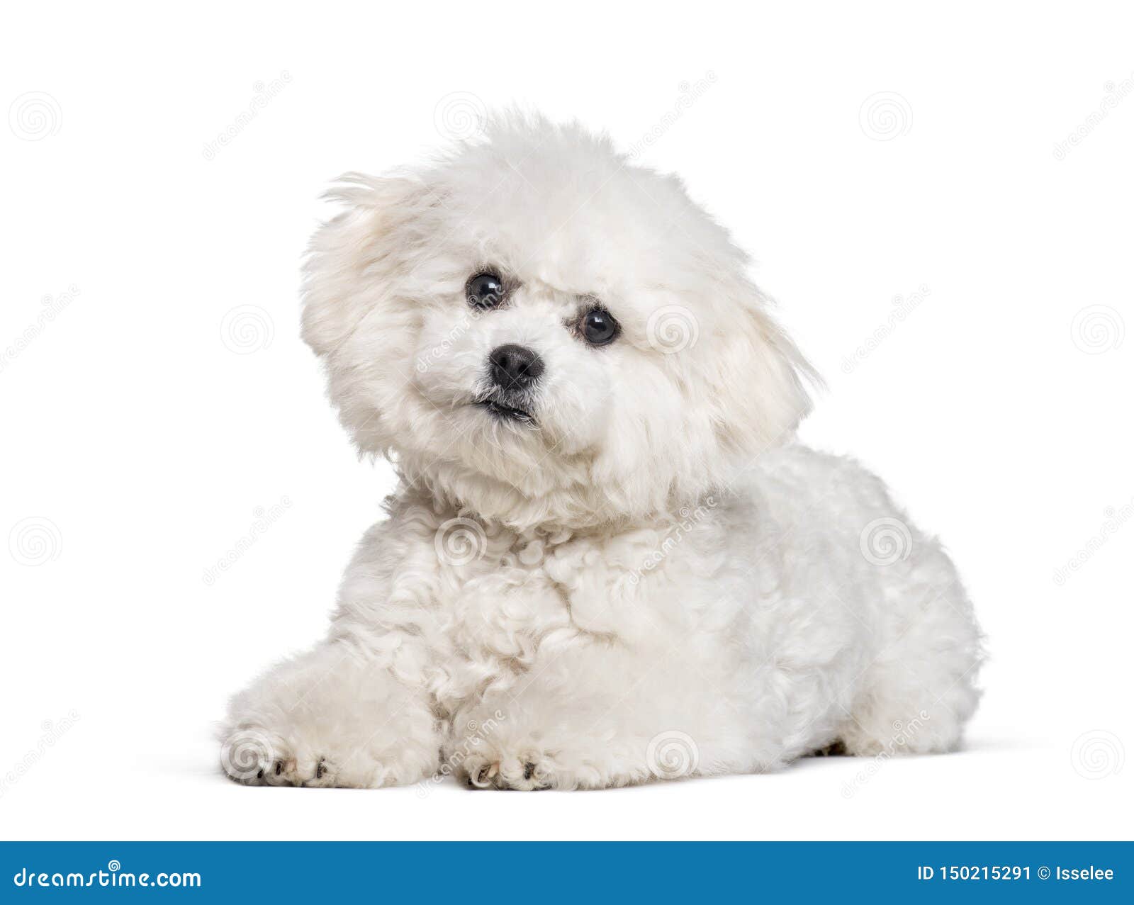 Bichon Frise Looking at Camera Against White Background Stock Image ...