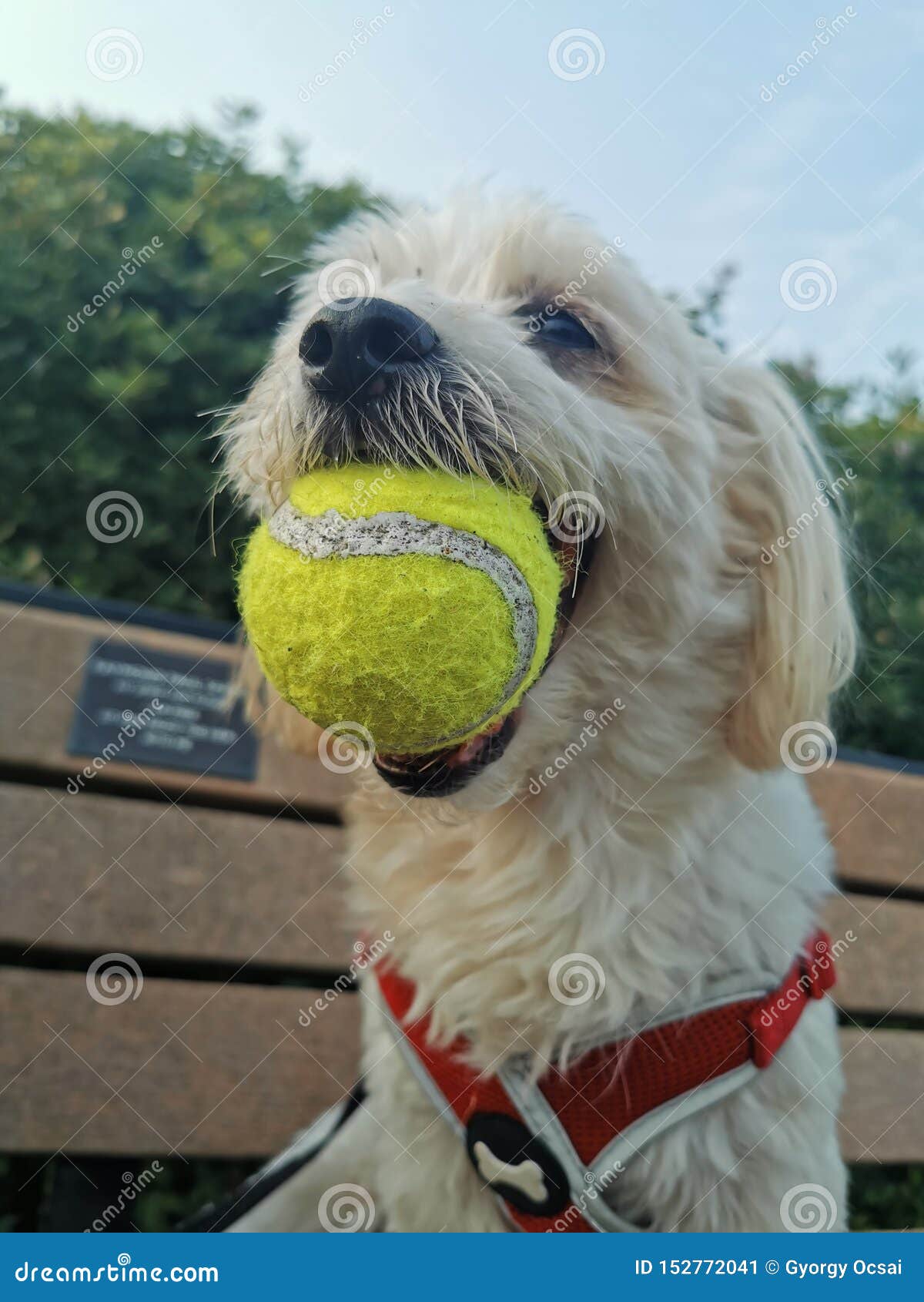 Bichon Havanese Play the Ball Stock Image - Image of bichon, play ...