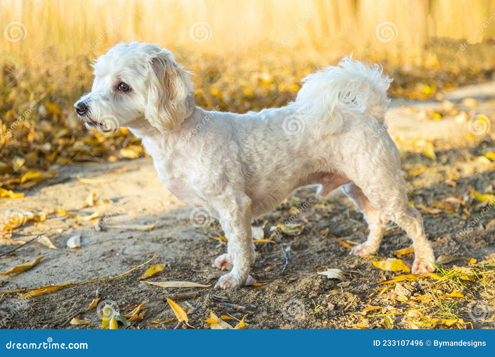 Havanez Stock Photos - Free & Royalty-Free Stock Photos from Dreamstime