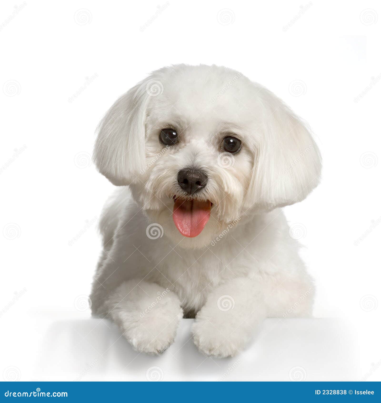 Bichon maltais stock photo. Image of pedigree, maltese - 2328838