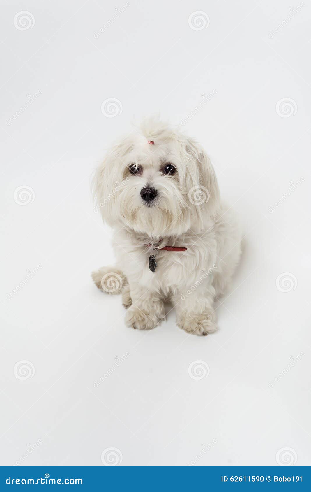 Bichon maltesisch stockfoto. Bild von voll, entzückend - 62611590