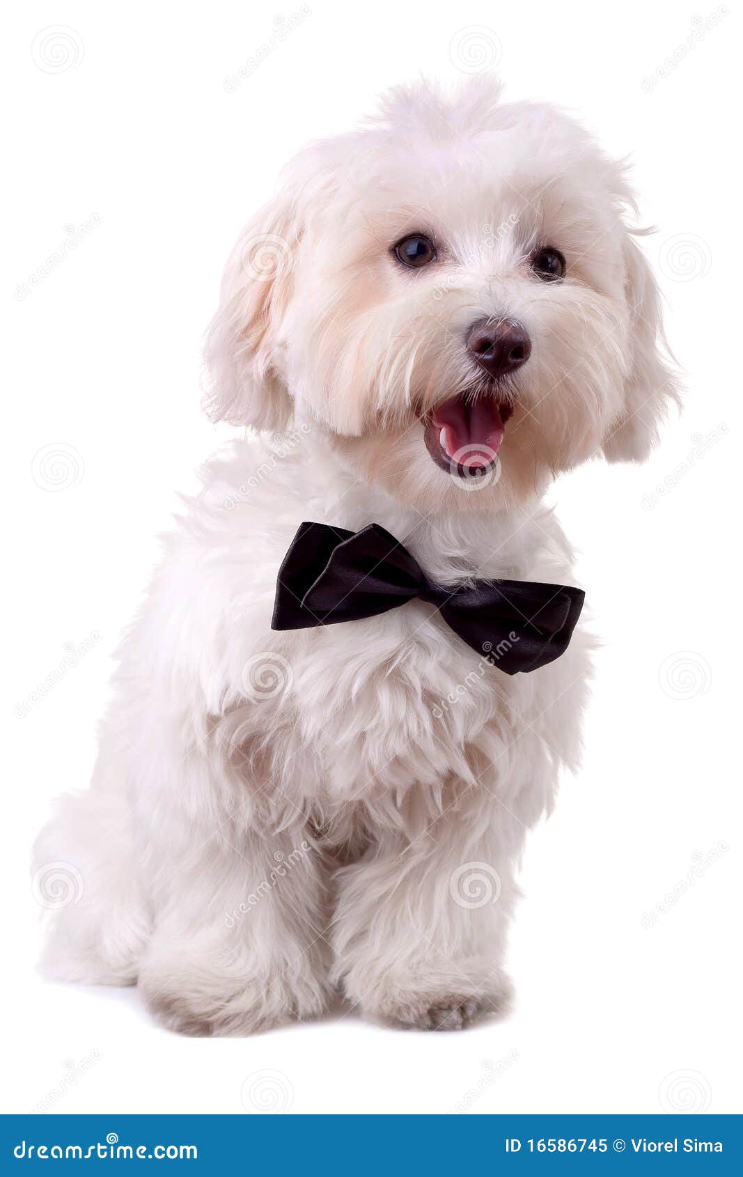 Bichon Maltesisch Mit Dem Mund Geöffnet Stockbild - Bild von ...