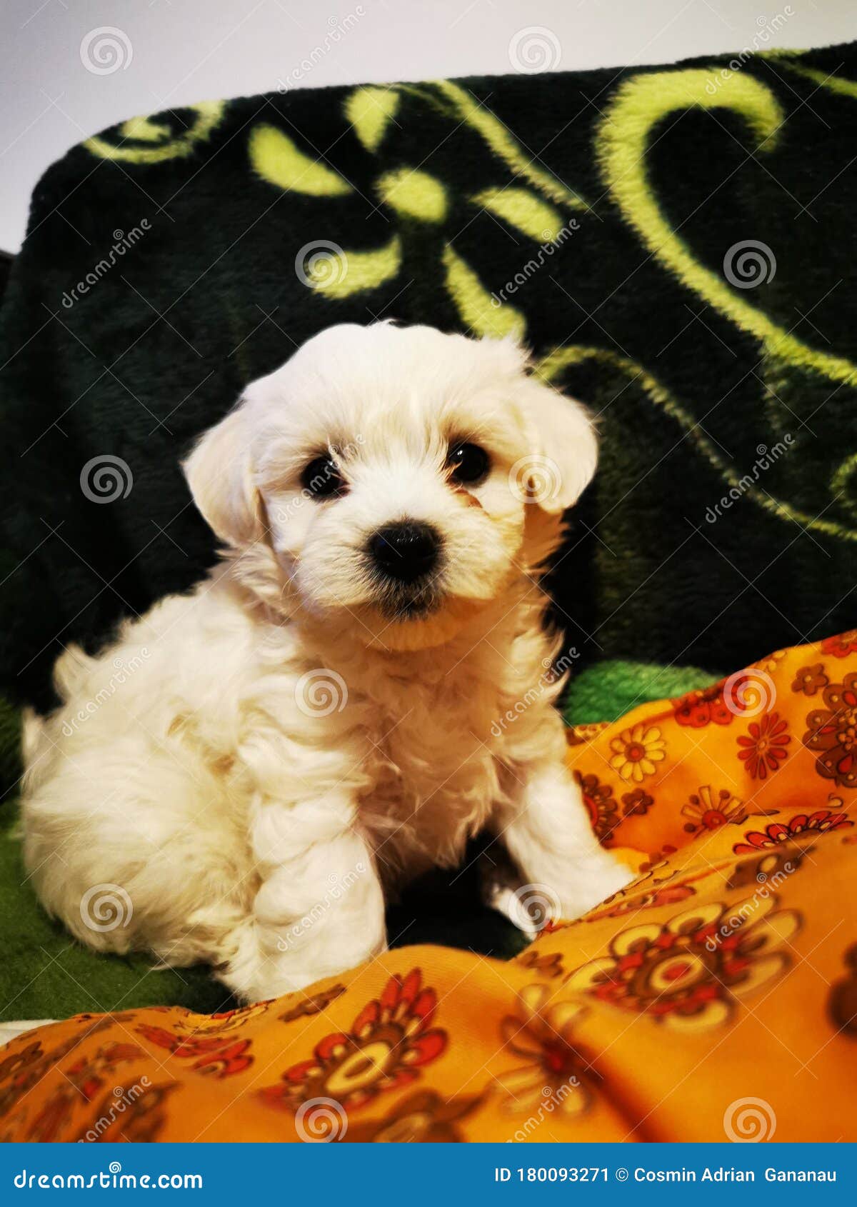 Bichon Maltez, Perro, Joven,nic Imagen de archivo - Imagen de perrito ...