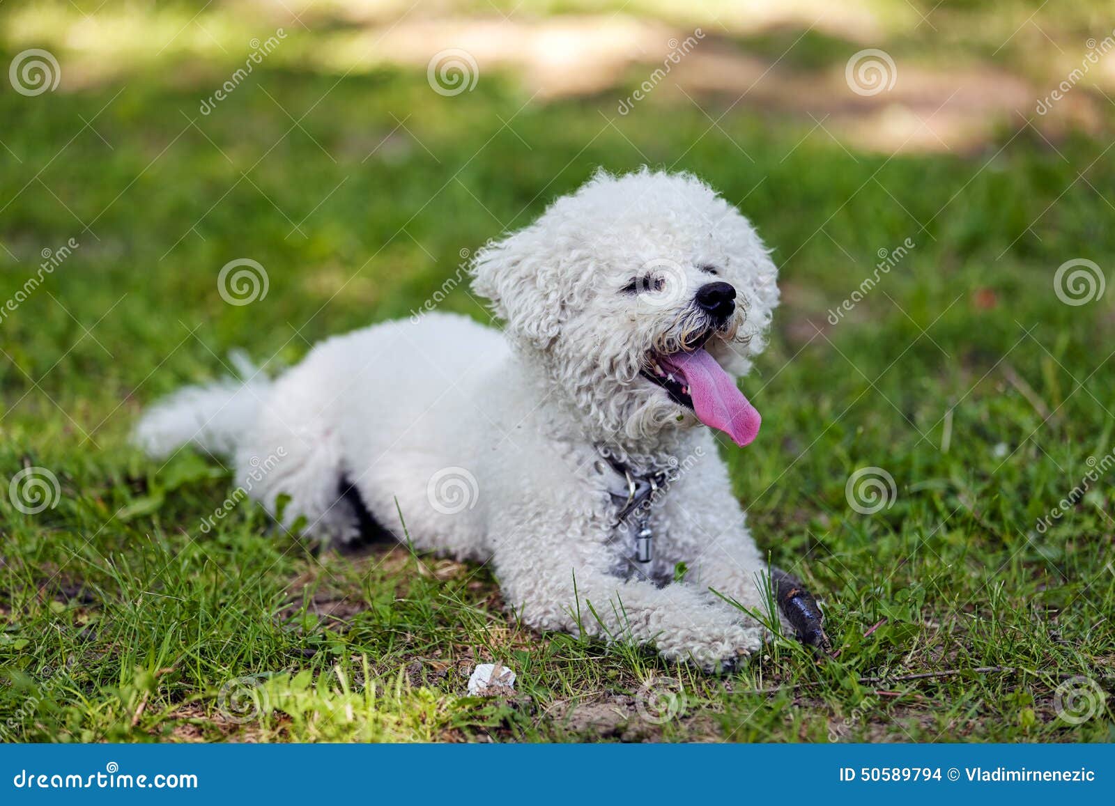 Bichon in the park stock photo. Image of adorable, frise - 50589794