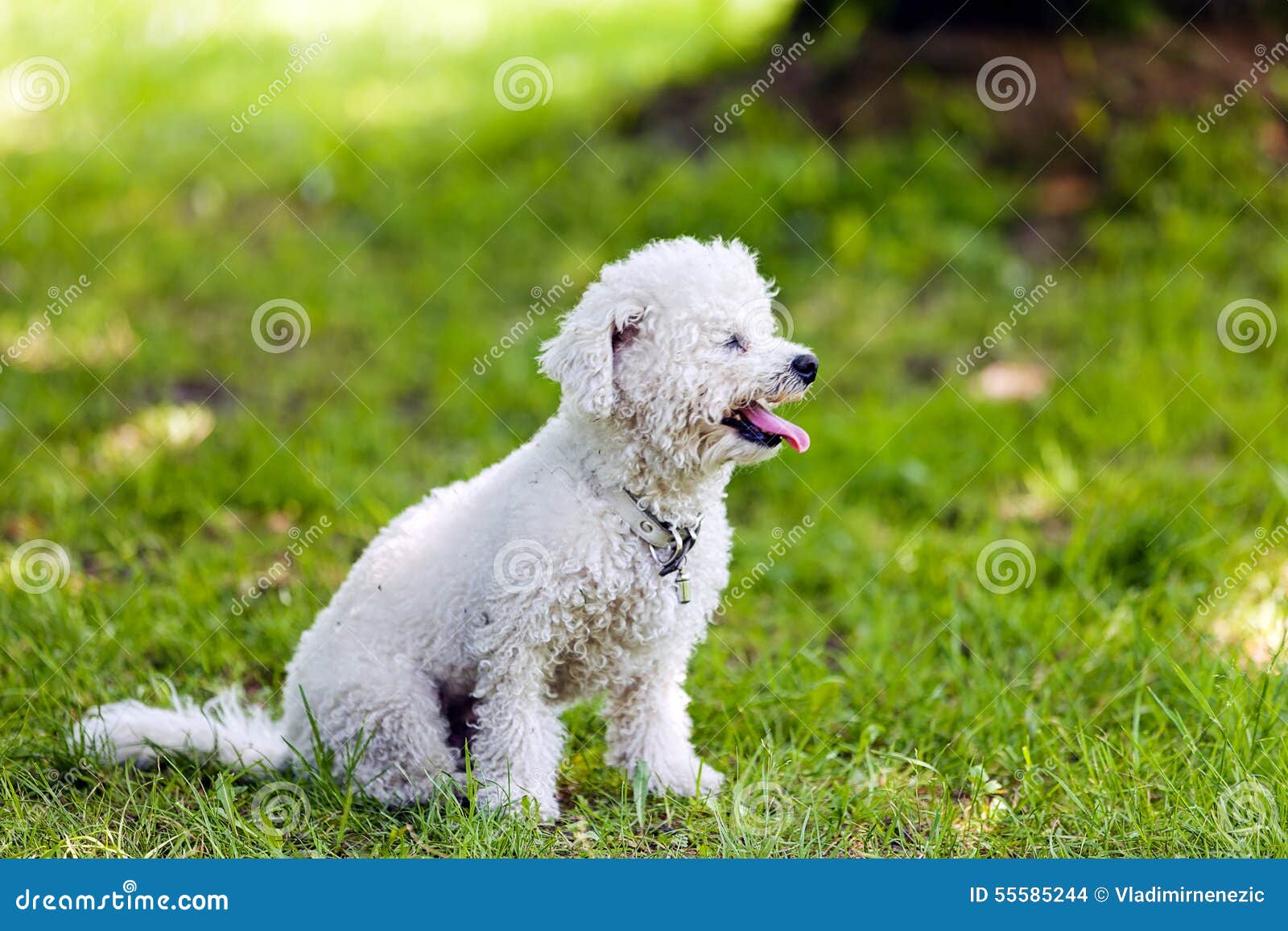 Bichon in the park stock photo. Image of heart, poodle - 55585244