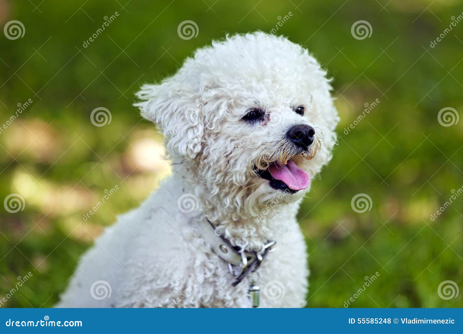 Bichon in the park stock photo. Image of park, bichon - 55585248