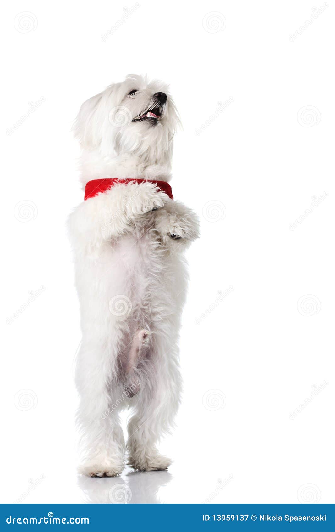 Bichon puppy stock image. Image of doggy, cool, furry - 13959137