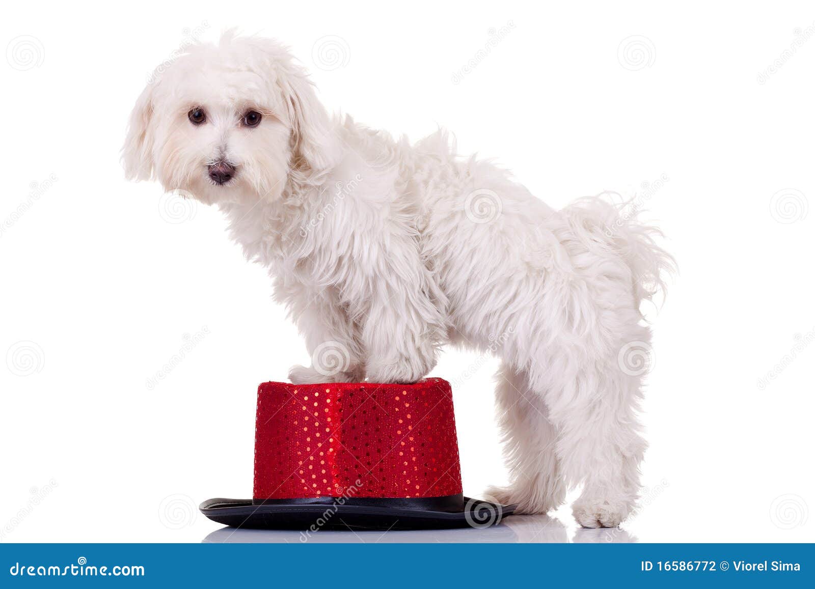 Bichon standing on a hat stock photo. Image of isolated - 16586772
