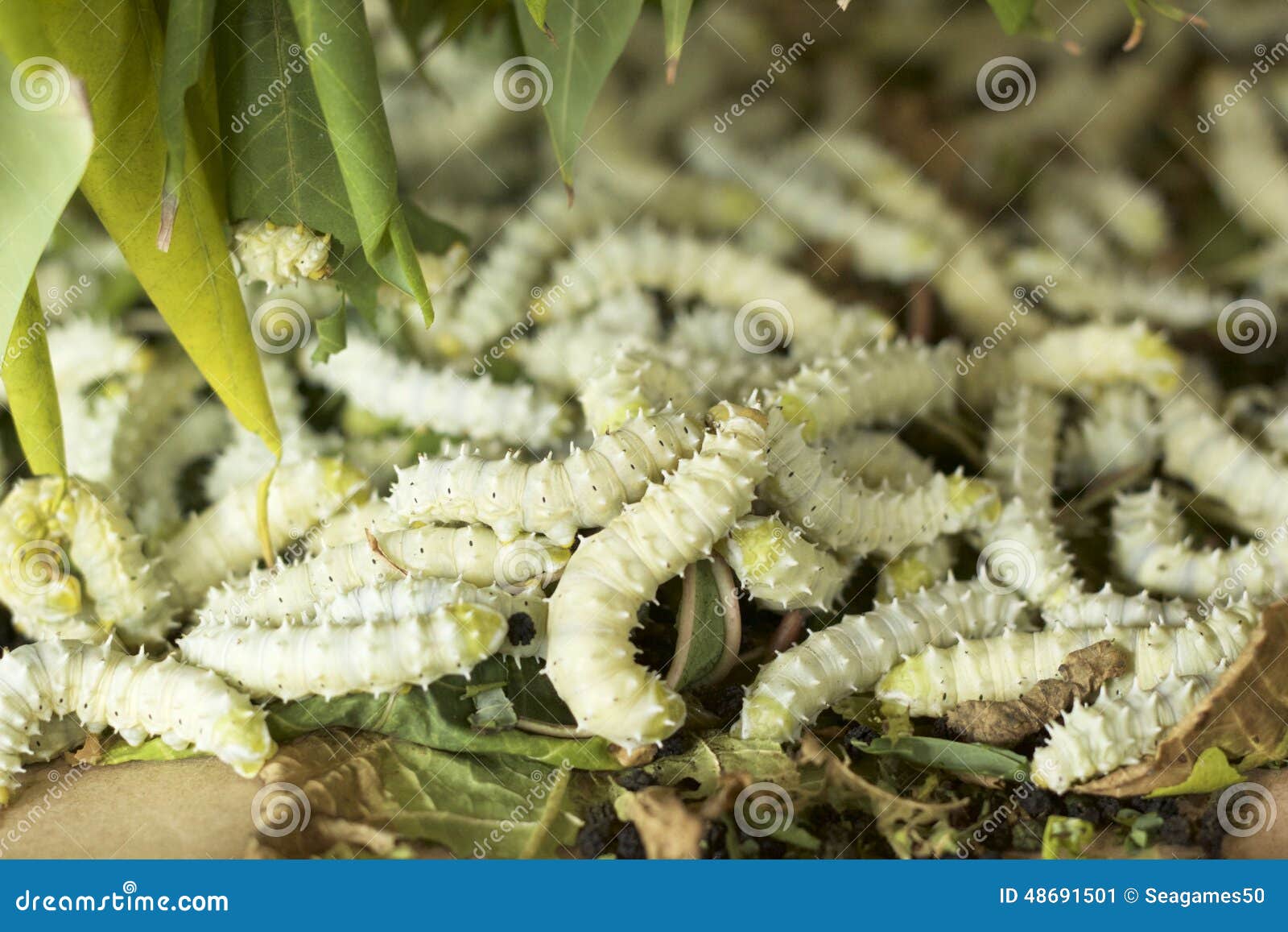 Bichos-da-seda Com Na Natureza Imagem de Stock - Imagem de inseto ...