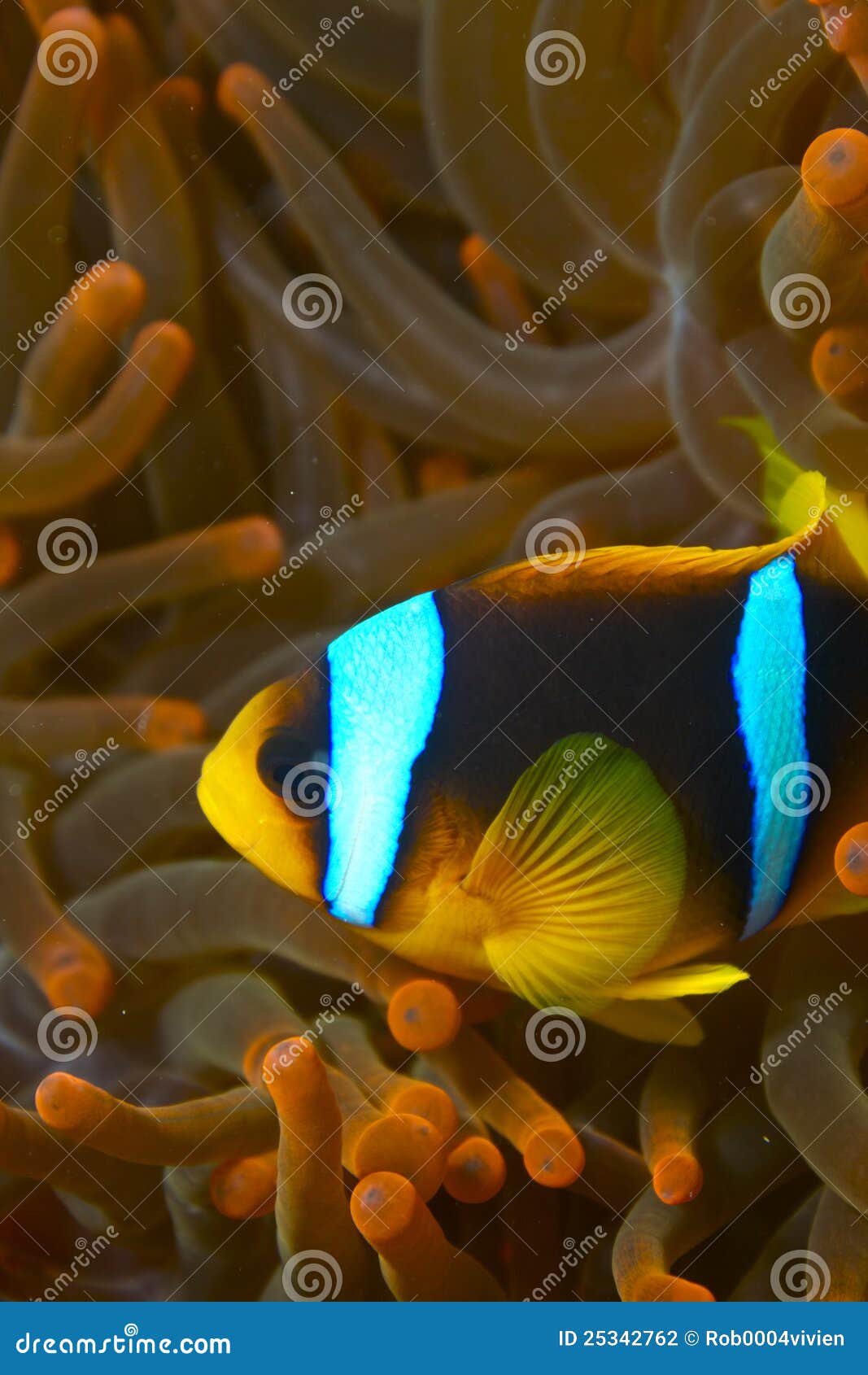 Bicinctus D'Amphiprion - Nemo - Poissons De Clown Photo stock - Image ...