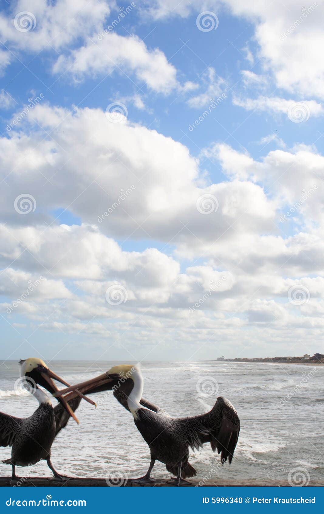 Bickering pelicans stock photo. Image of biting, arguing - 5996340