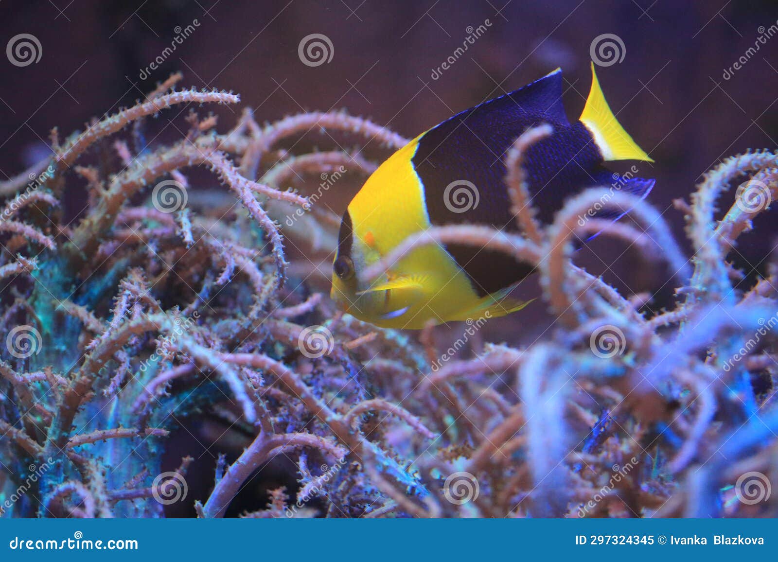 Bicolor Angelfish Royalty-Free Stock Photo | CartoonDealer.com #213073479