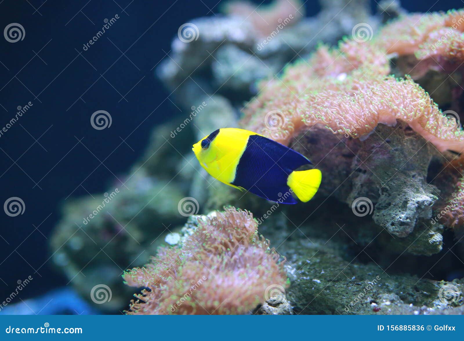 A Bicolor Angelfish Centropyge Bicolor Stock Photo - Image of angelfish ...
