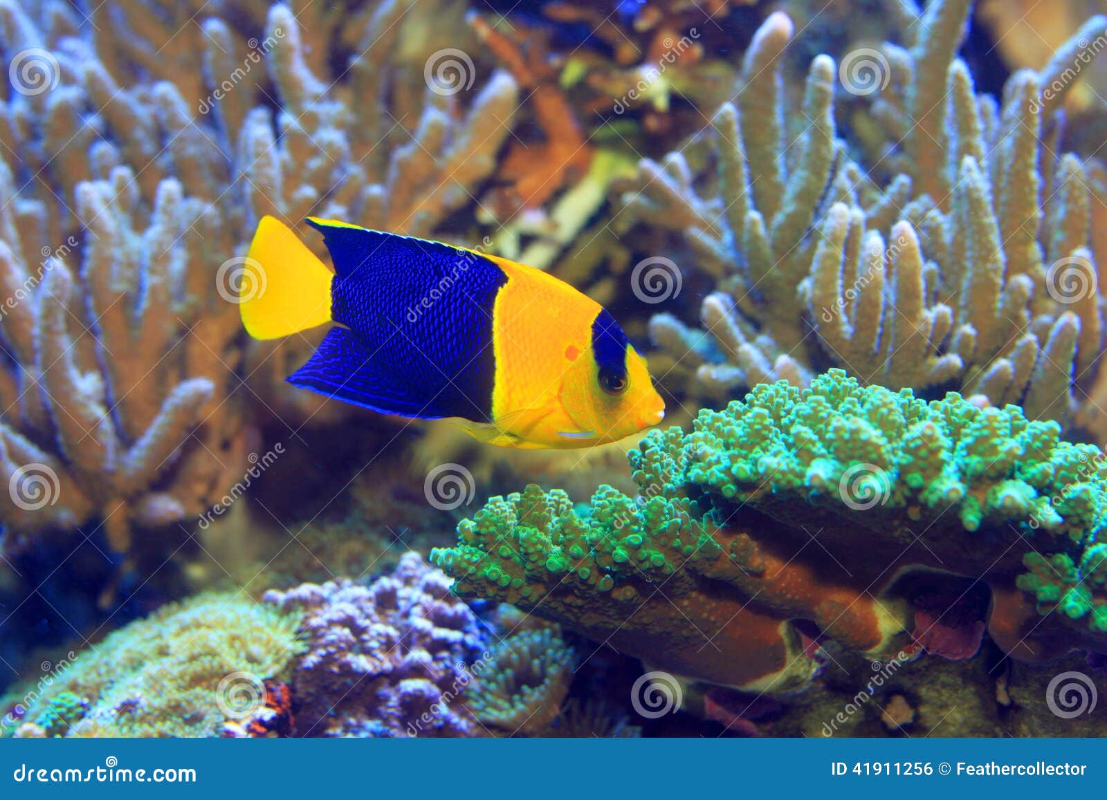 Bicolor Angelfish (Centropyge Bicolor) Royalty-Free Stock Image ...