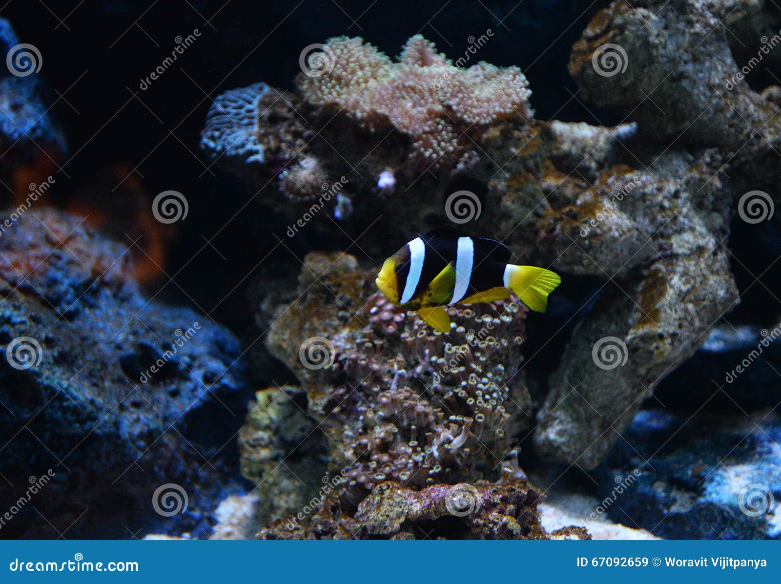 Bicolor angelfish stock image. Image of reef, wildlife - 67092659