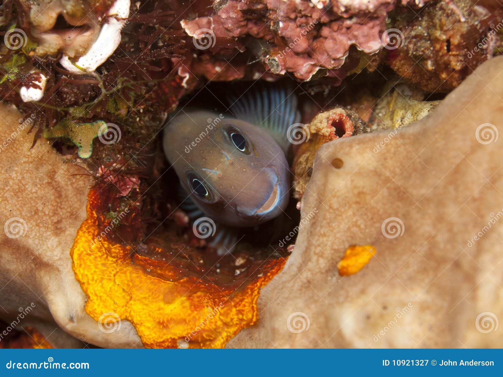 Bicolor blenny stock image. Image of bicolor, small, coral - 10921327