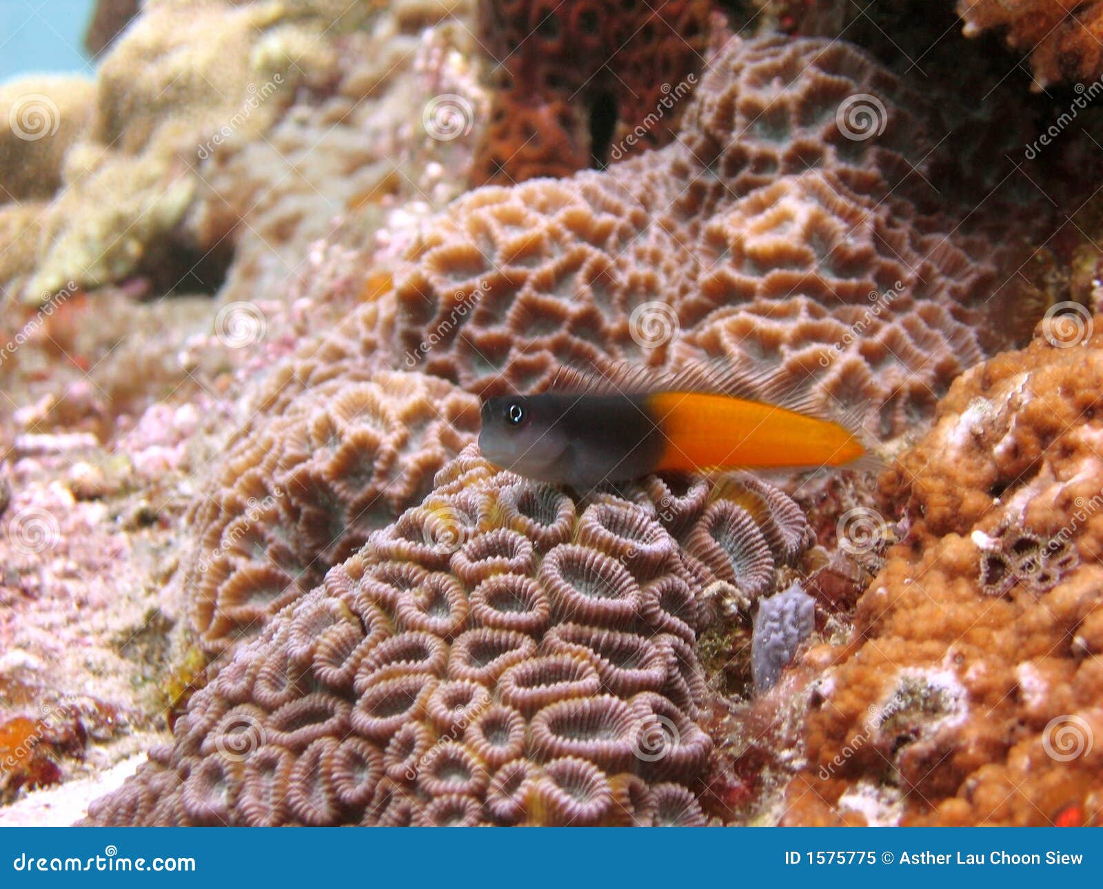 Bicolor Blenny stock image. Image of reef, seascape, cute - 1575775