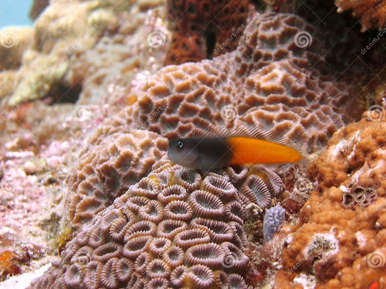 Bicolor Blenny stock image. Image of reef, seascape, cute - 1575775