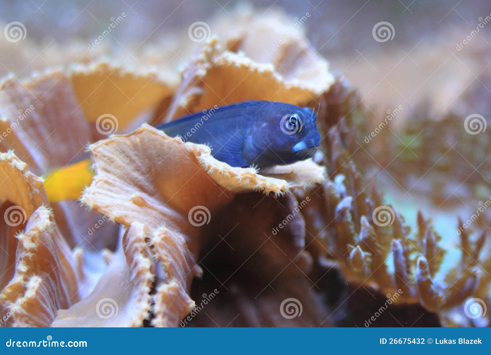 Bicolor blenny stock photo. Image of animal, life, blue - 26675432